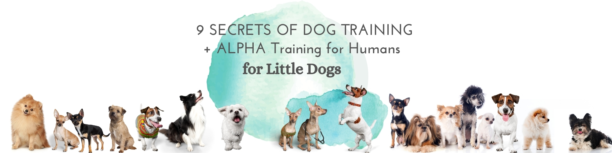 How To Train Alpha Dog